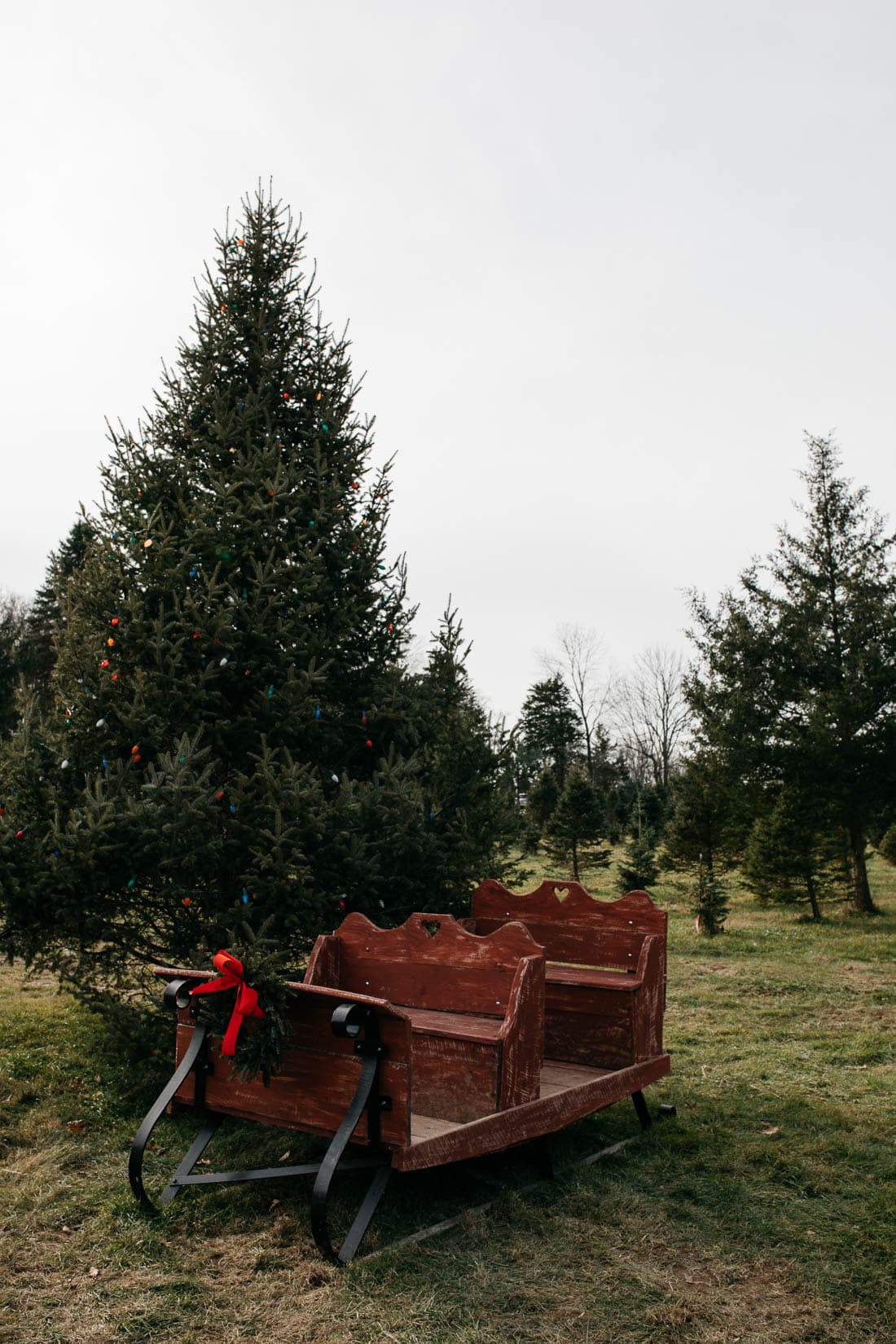 Our Tree Hunting Tradition - Styled Snapshots